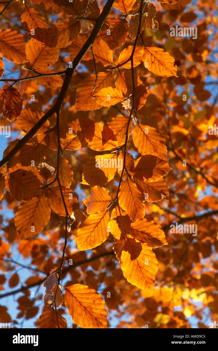 Leaves of beech tree in Autumn Stock Photo - Alamy