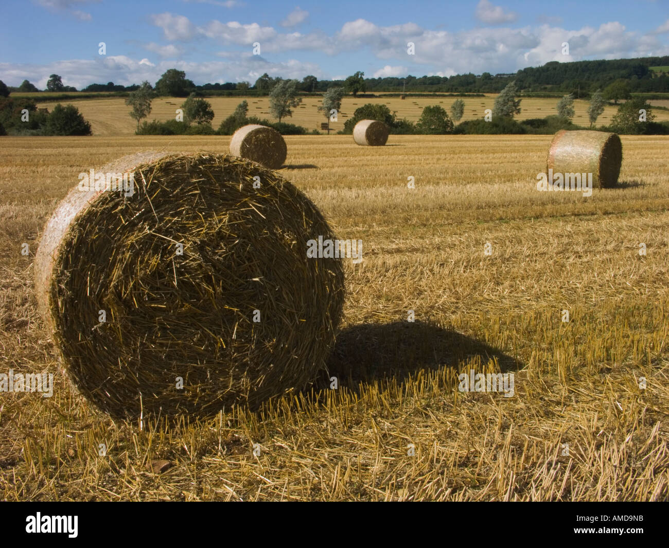 Straw For Sale Somerset at Jeanne Phillips blog