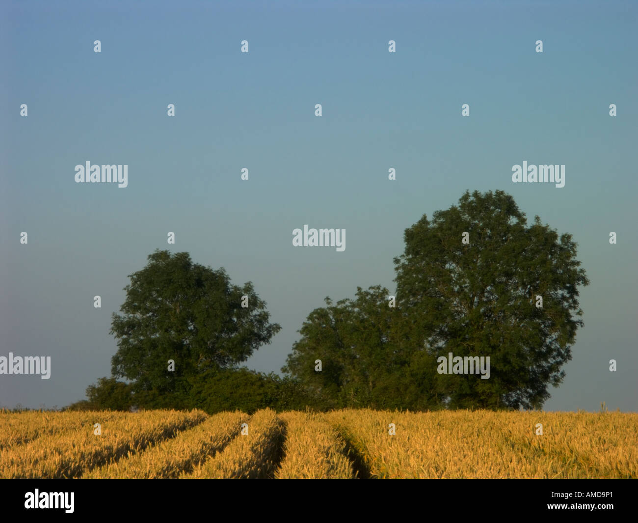 Farm tramlines uk hi-res stock photography and images - Alamy