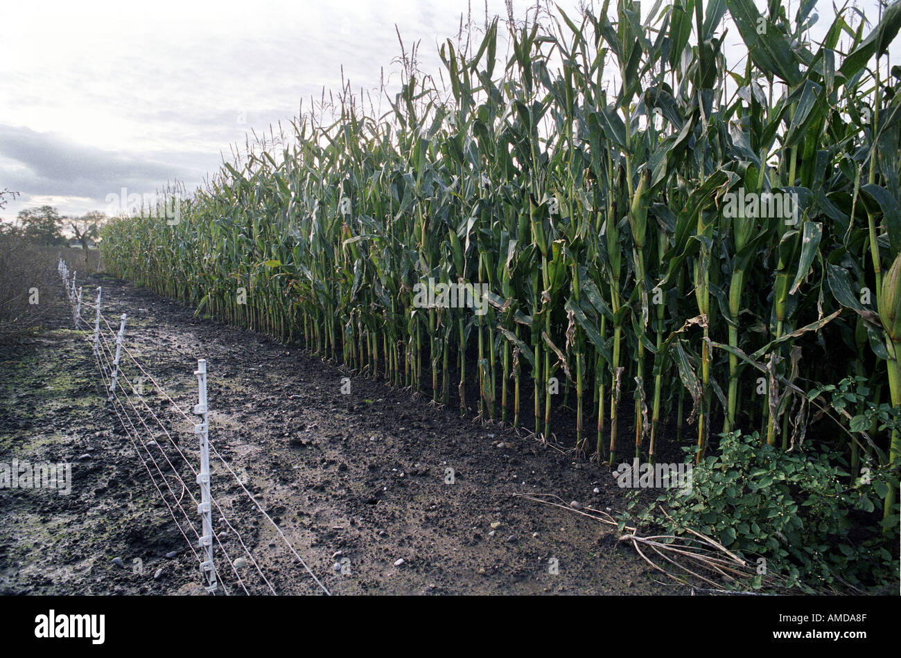Genetically modified maize growing in a field in Shropshire in the UK ...