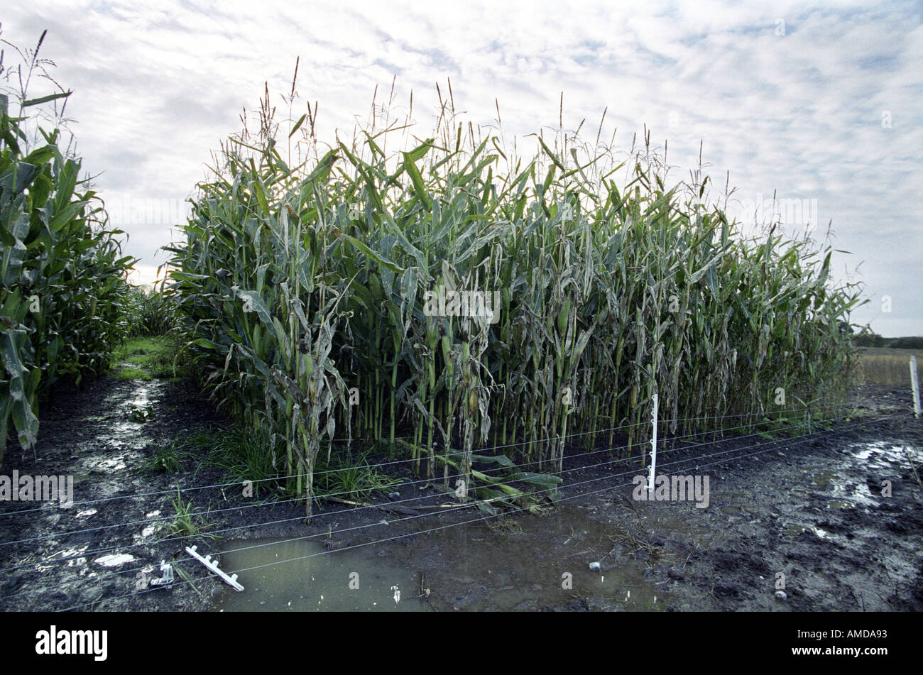 Genetically modified crops hi-res stock photography and images - Alamy