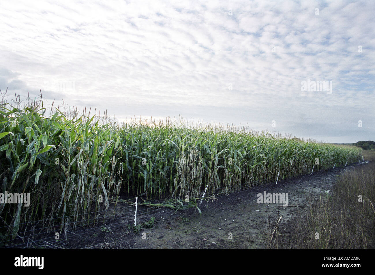 Genetically modified maize growing in a field in Shropshire in the UK ...