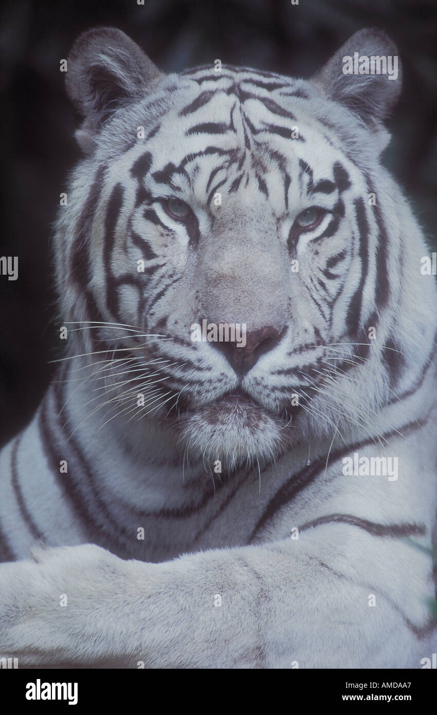 White Tiger at rest Stock Photo - Alamy