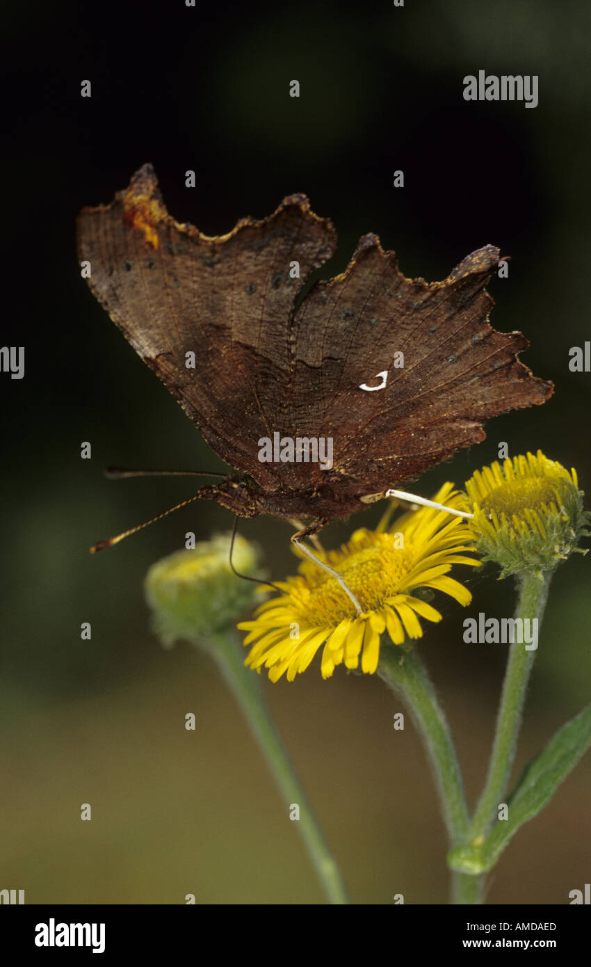 COMMA BUTTERFLY UK Stock Photo - Alamy