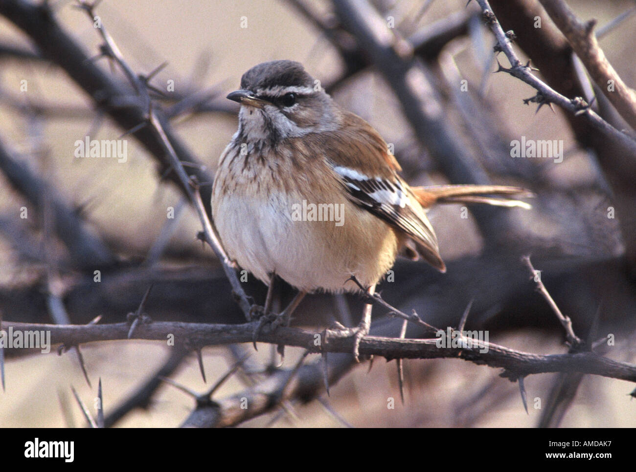 White-browed Robin, Erythropygia leucophrys Stock Photo - Alamy