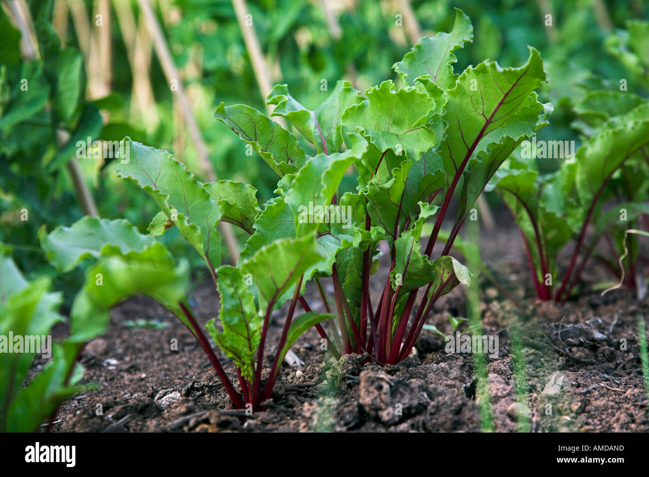 Beetroot growing united kingdom hi-res stock photography and images - Alamy