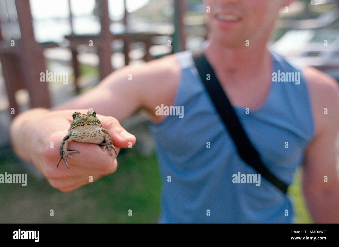 Adult amphibia amphibian amphibious animal hi-res stock photography and ...