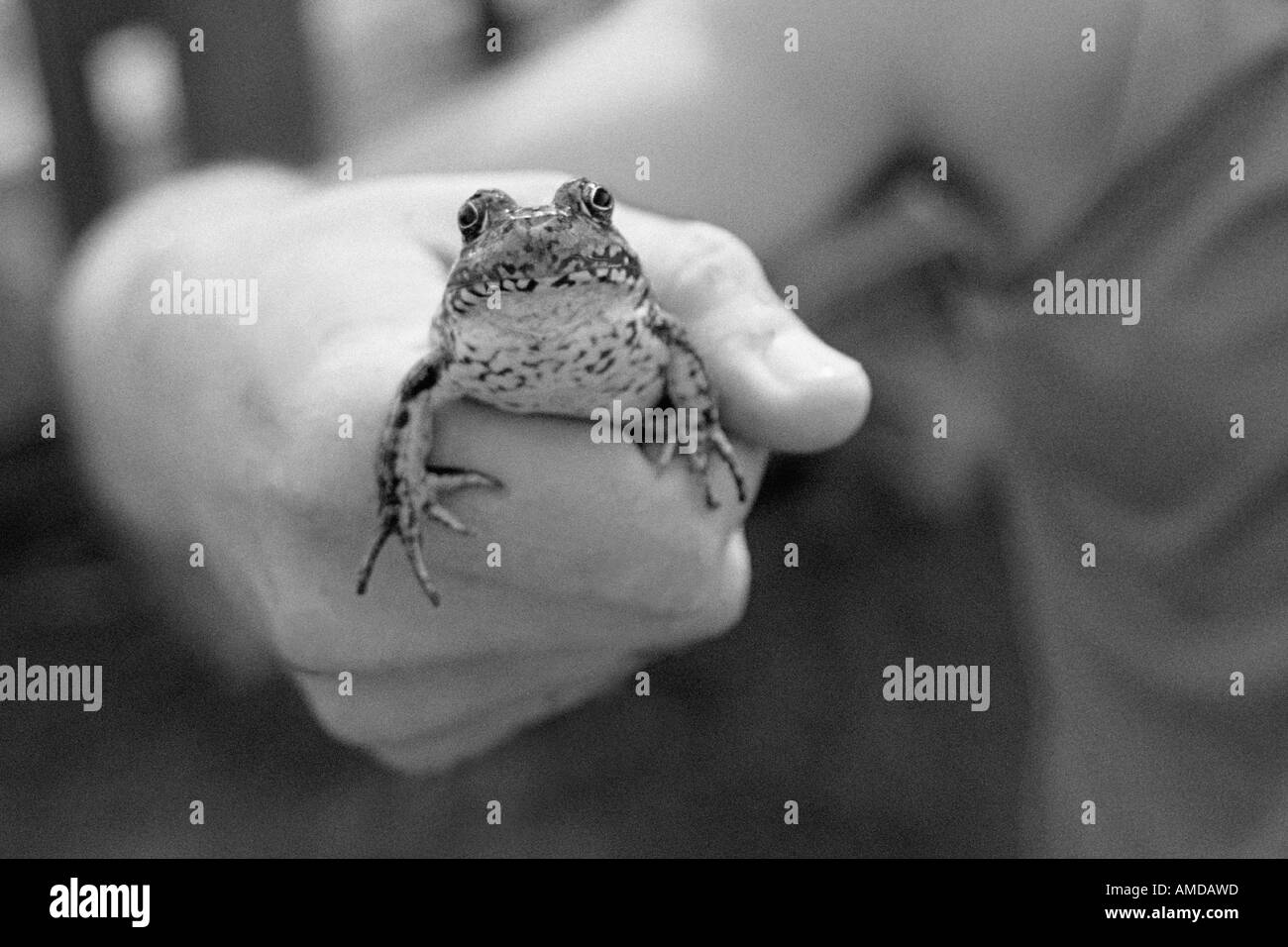Man holding frog Black and White Stock Photos & Images - Alamy