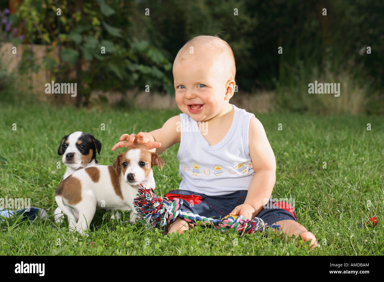 boy with two Jack Russell Terrier dog puppies Stock Photo - Alamy