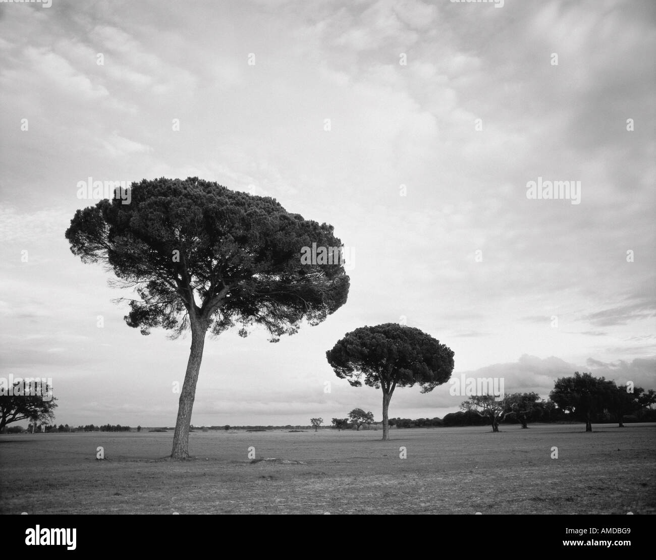 Trees in Field, Portugal Stock Photo - Alamy