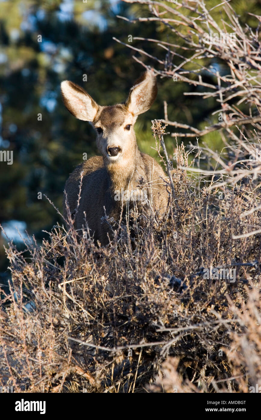 Sweet young doe deer peers out from behind a thicket on a beautiful ...