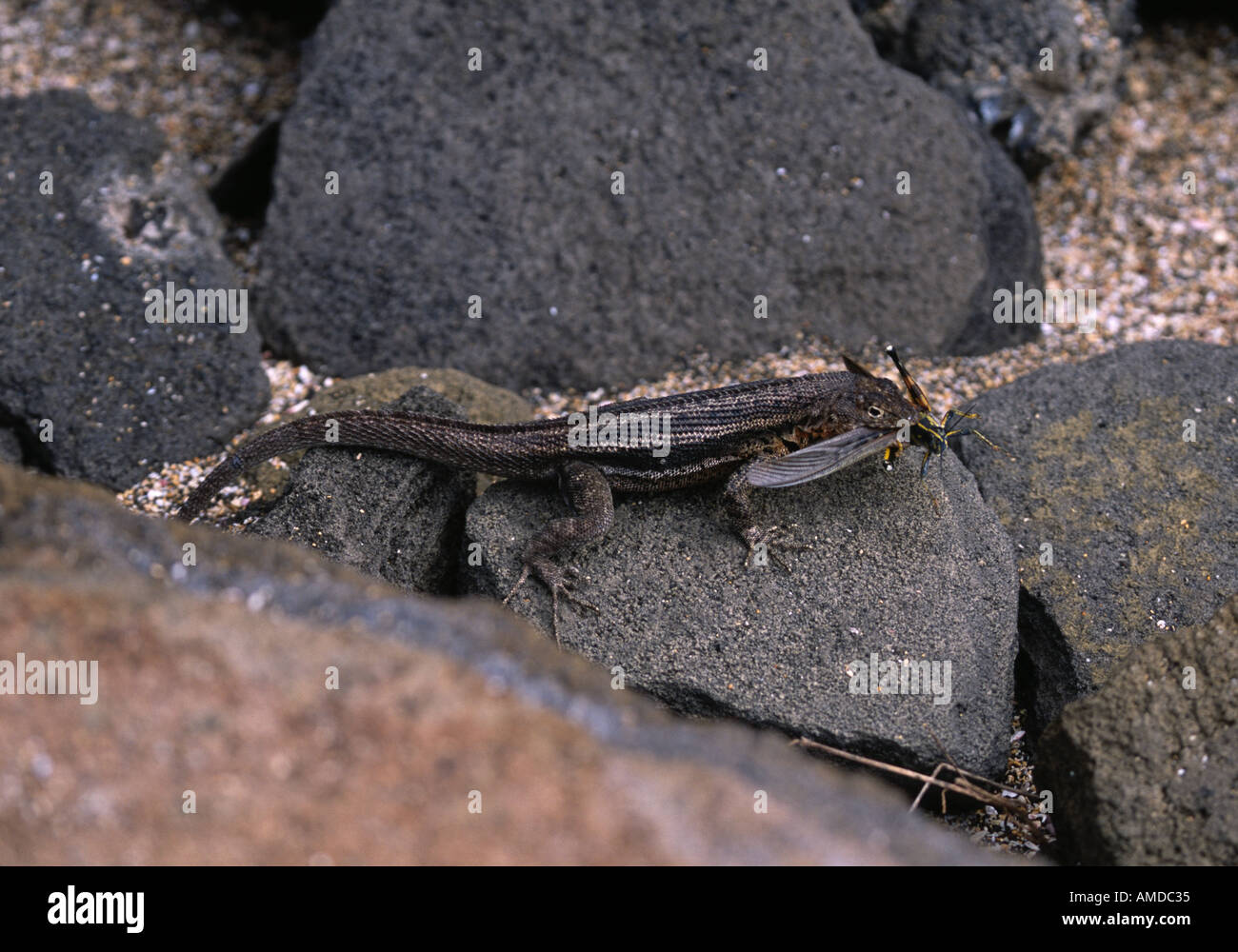 Lava Lizard eating locust Santiago Galapagos Ecuador Stock Photo - Alamy