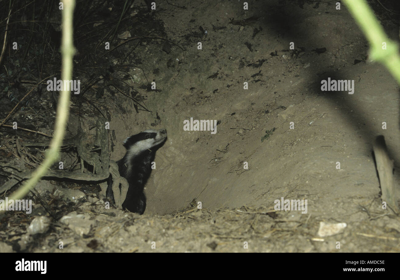 BADGER COMING OUT OF SETT HOLE UK Stock Photo - Alamy