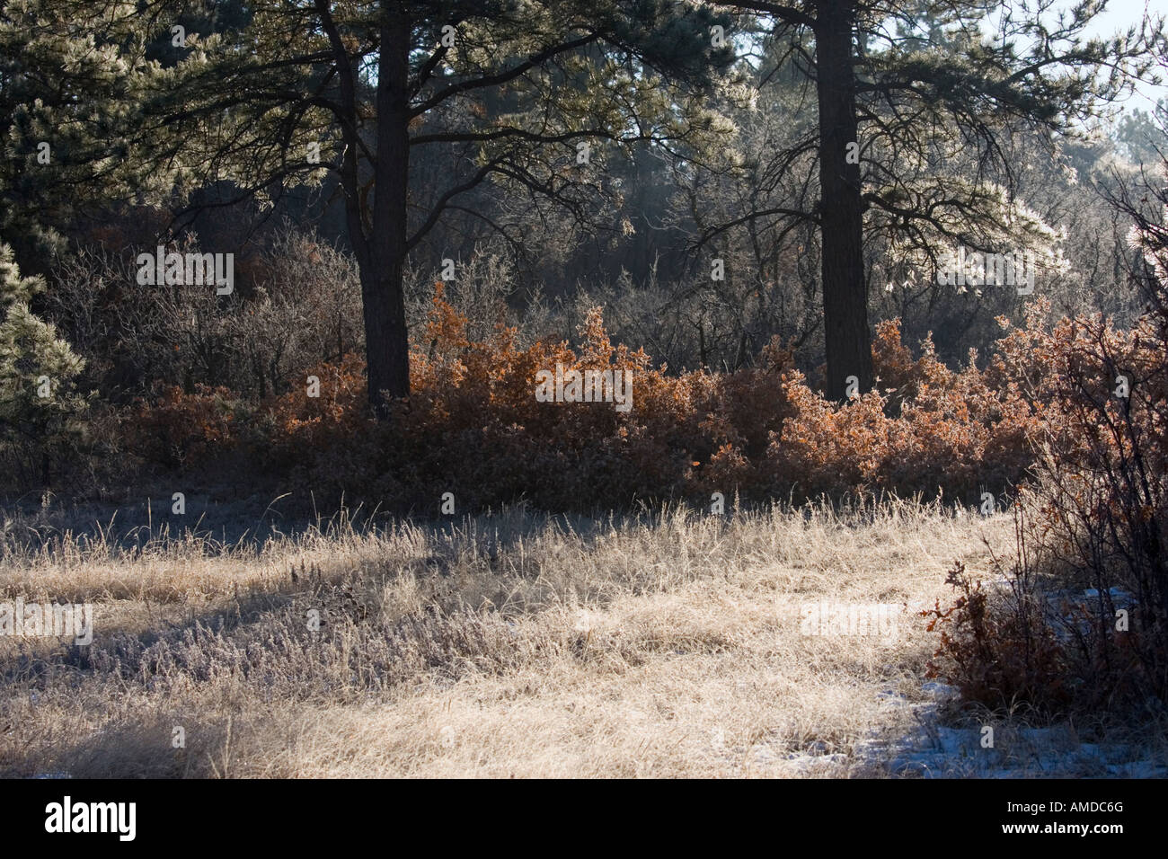 Mist and frost turn this Colorado forest into a fairy tale on a cold ...