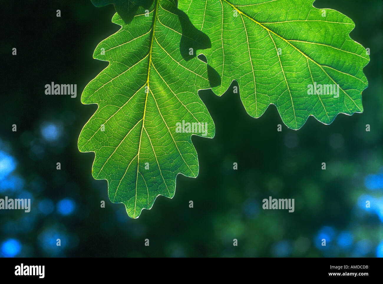Two oak leaves Stock Photo - Alamy