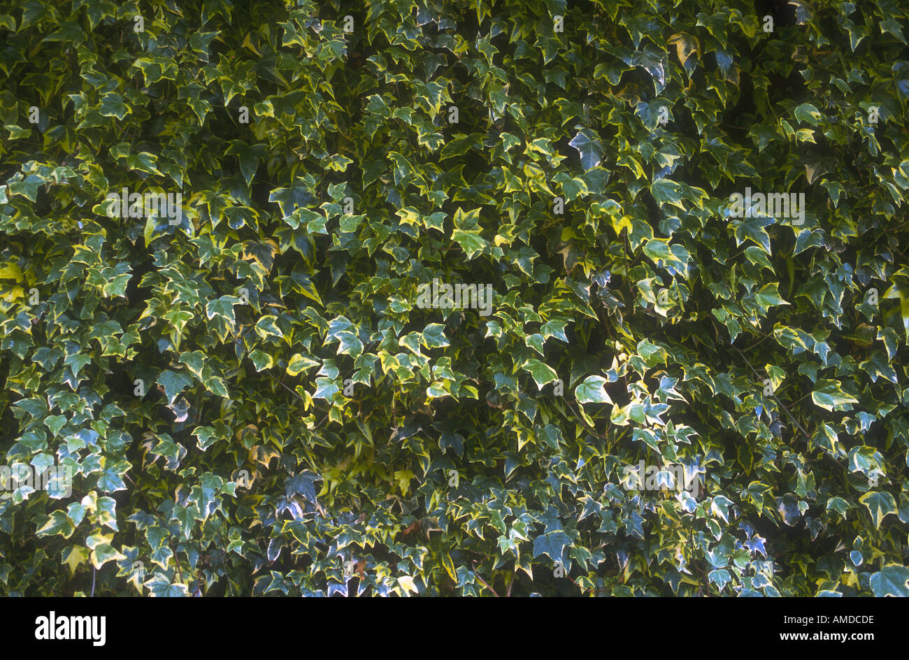 Variegated ivy covering a wall Stock Photo - Alamy