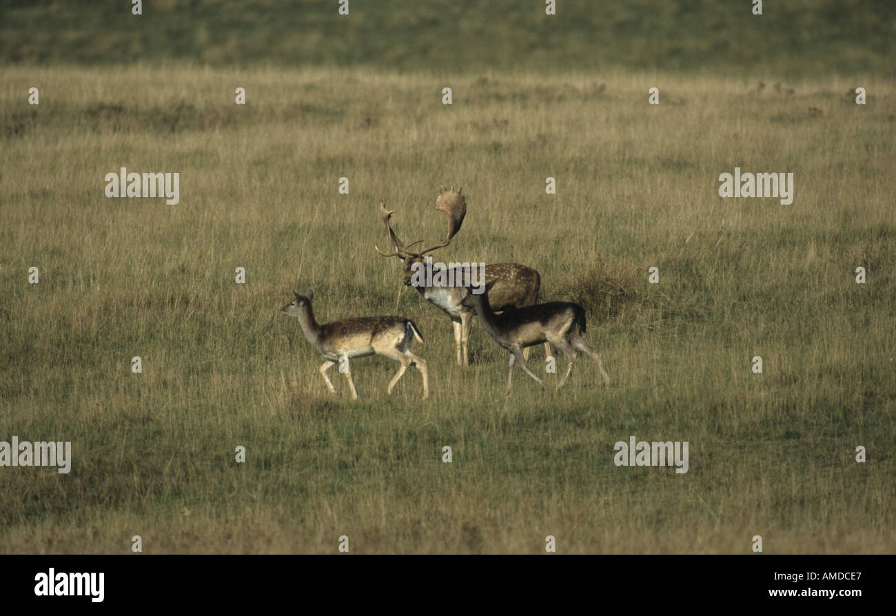 FALLOW STAG AND FAWNS Stock Photo - Alamy