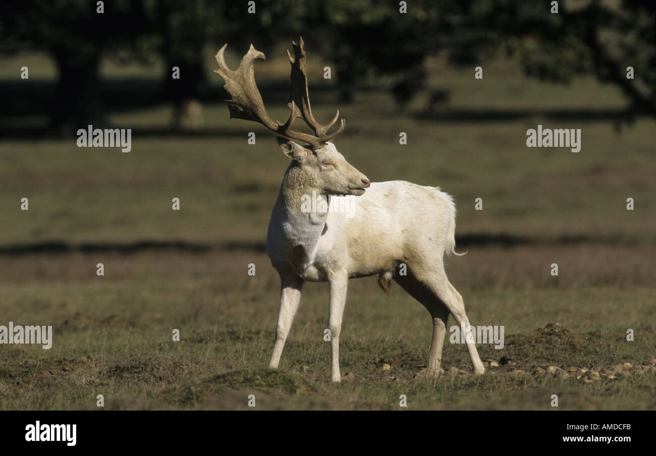 White Fallow Deer Uk