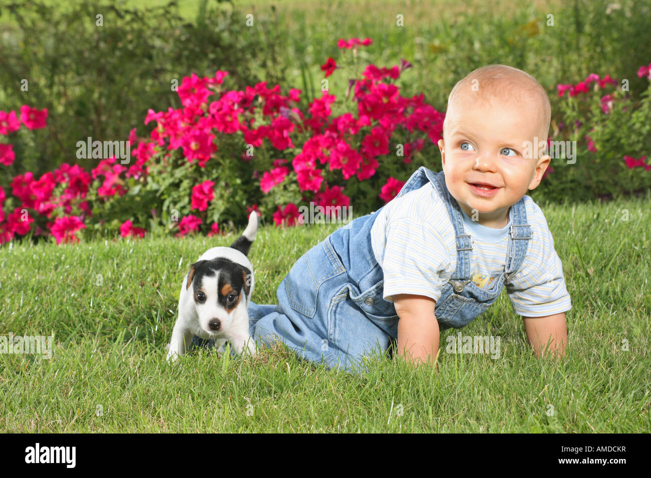 boy and Jack Russell Terrier dog puppy Stock Photo - Alamy
