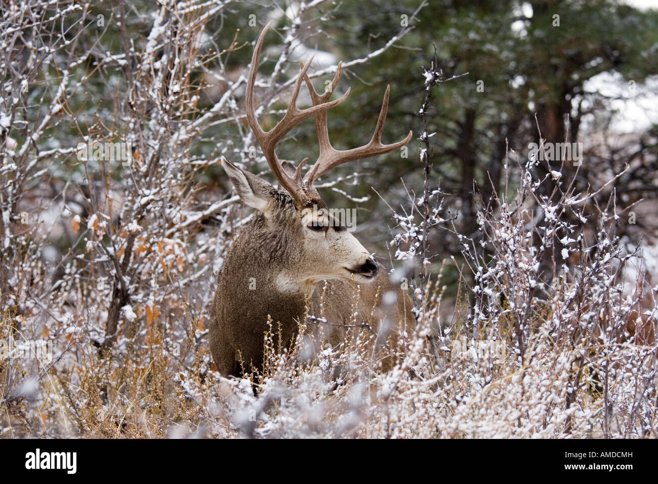 Large buck deer comes in close for a look on a cold snowy Colorado ...