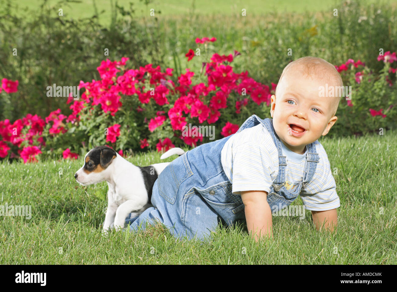 Boy jack russell hi-res stock photography and images - Alamy