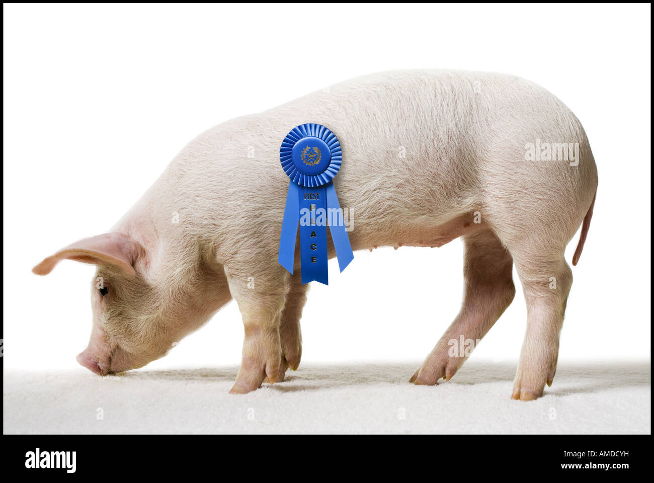 Piglet with blue ribbon Stock Photo - Alamy