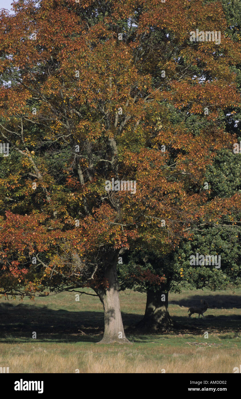 OAK TREE AND FALLOW STAG IN THE MONTH OF OCTOBER UK Stock Photo - Alamy