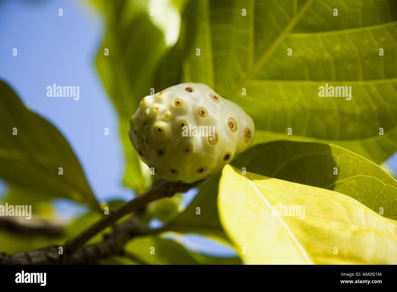 Fruit tree photos hi-res stock photography and images - Alamy