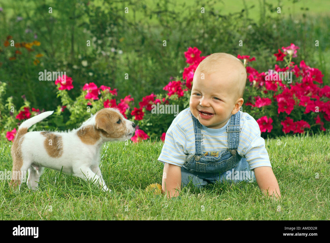 boy and Jack Russell Terrier dog puppy Stock Photo - Alamy