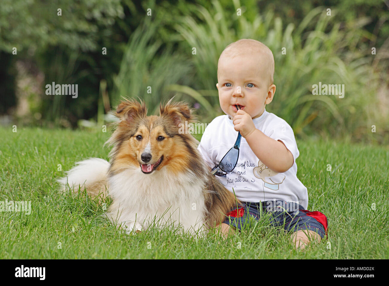 Does The Shetland Sheepdog Love Children