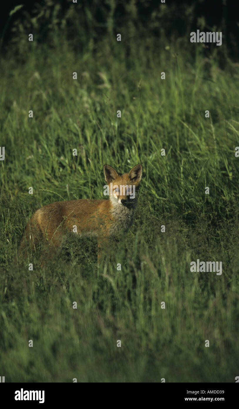 RED FOX CUB LOOKING ALERT Stock Photo - Alamy