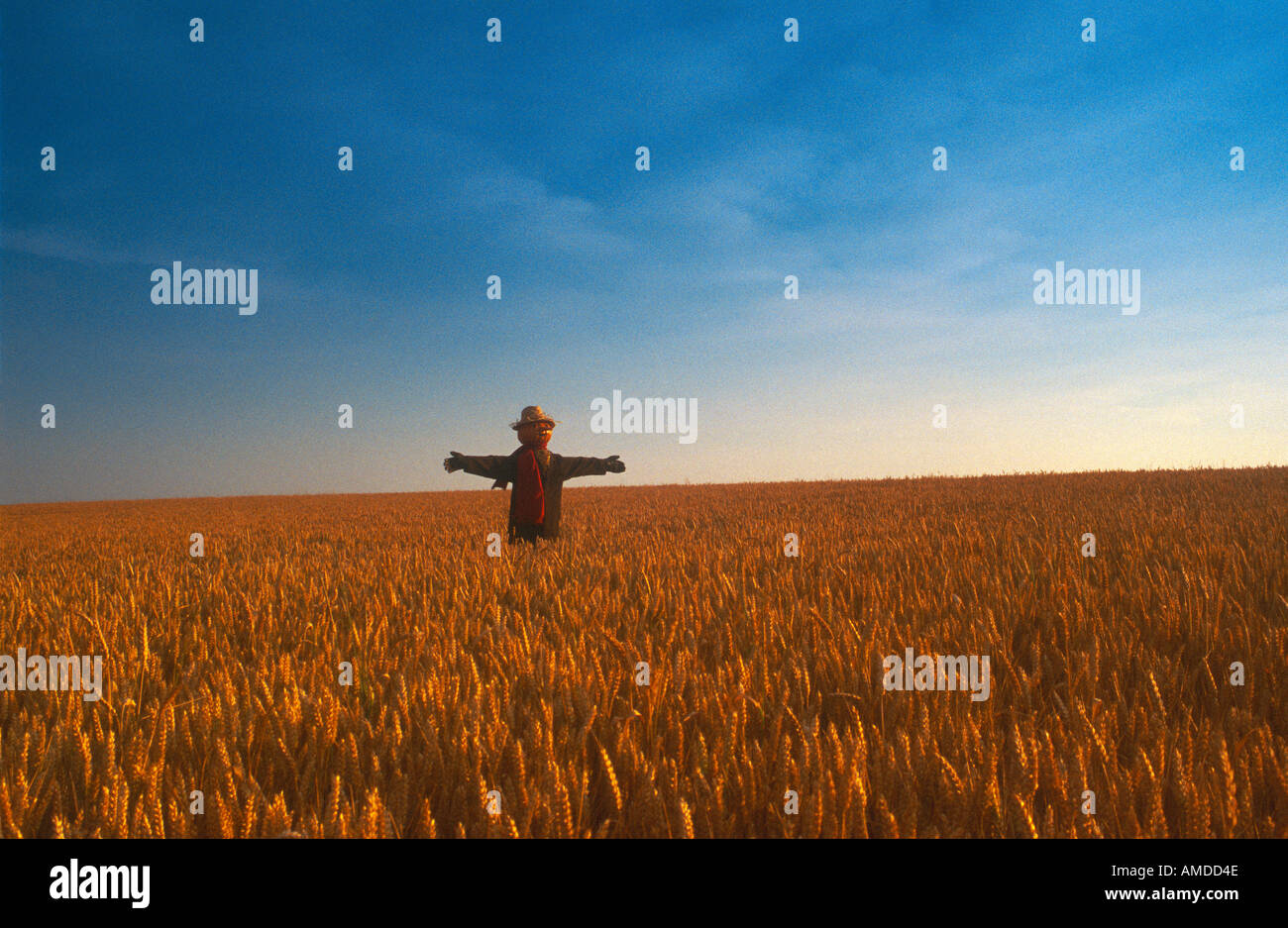 Scarecrow in corn field hi-res stock photography and images - Alamy