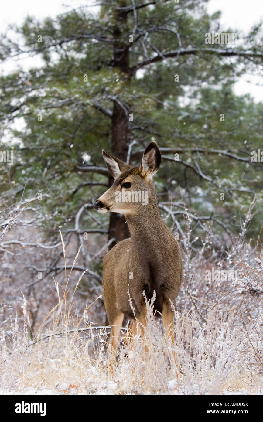 Doe deer poses in the snow on a cold Colorado winter day Stock Photo ...