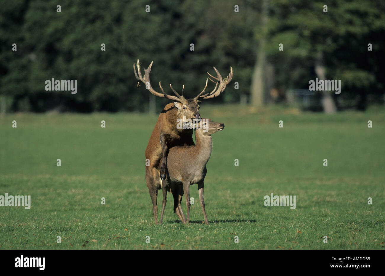 RED DEER MATING Stock Photo - Alamy