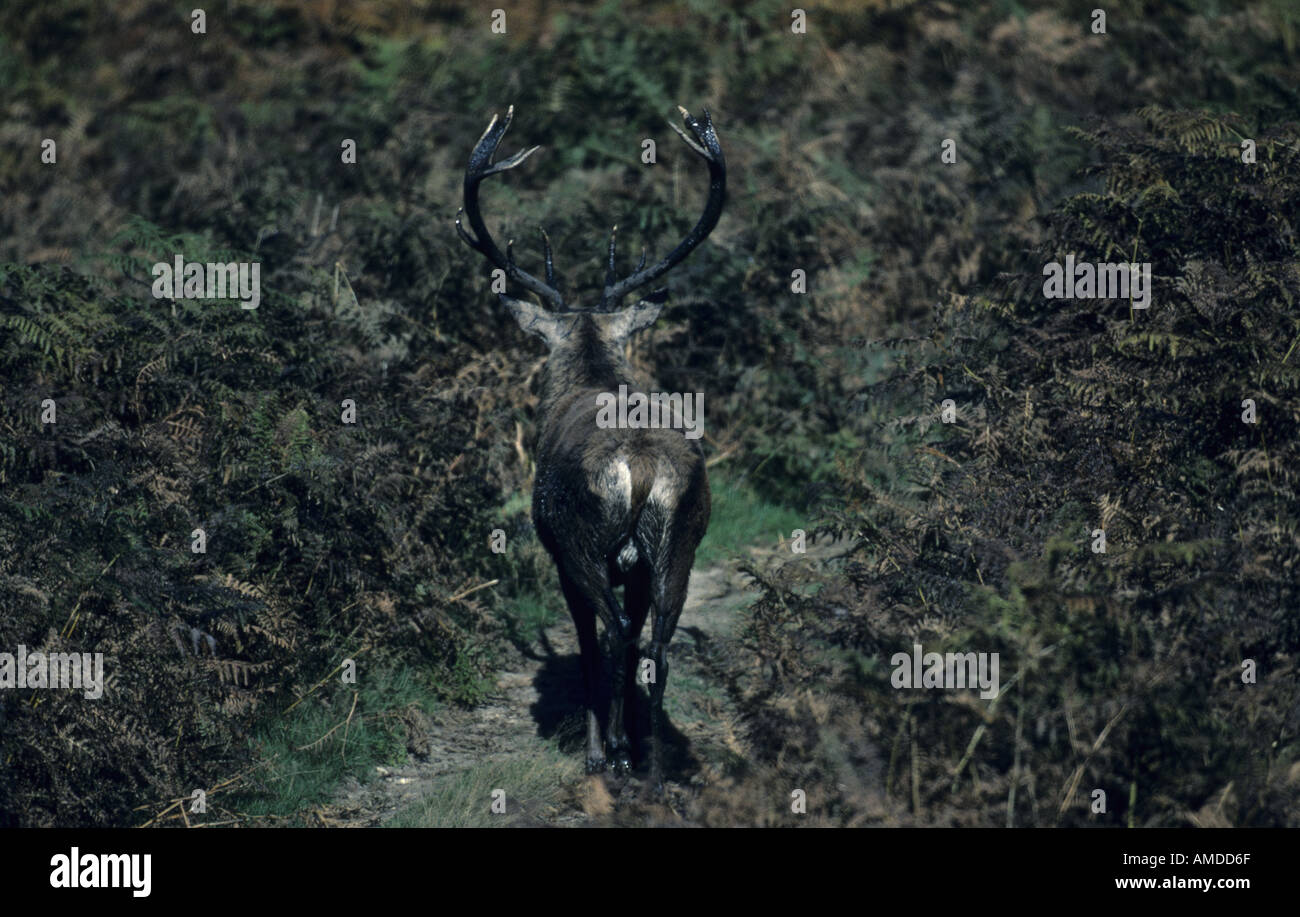 RED DEER STAG COVERED IN MUD MASTER OF THE GLEN SCOTLAND UK Stock Photo ...