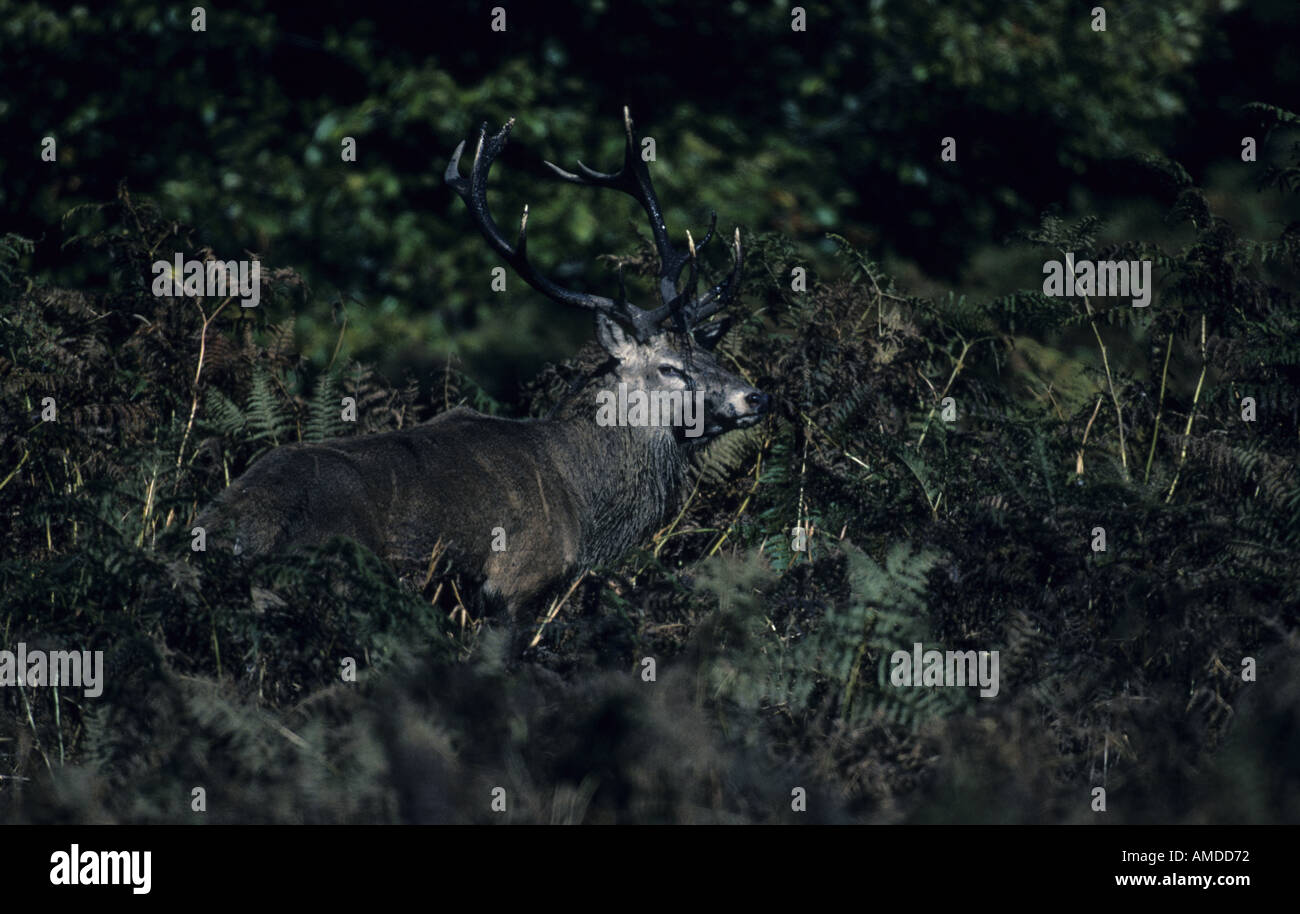 RED DEER STAG WITH MUDDY ANTLERS Stock Photo - Alamy