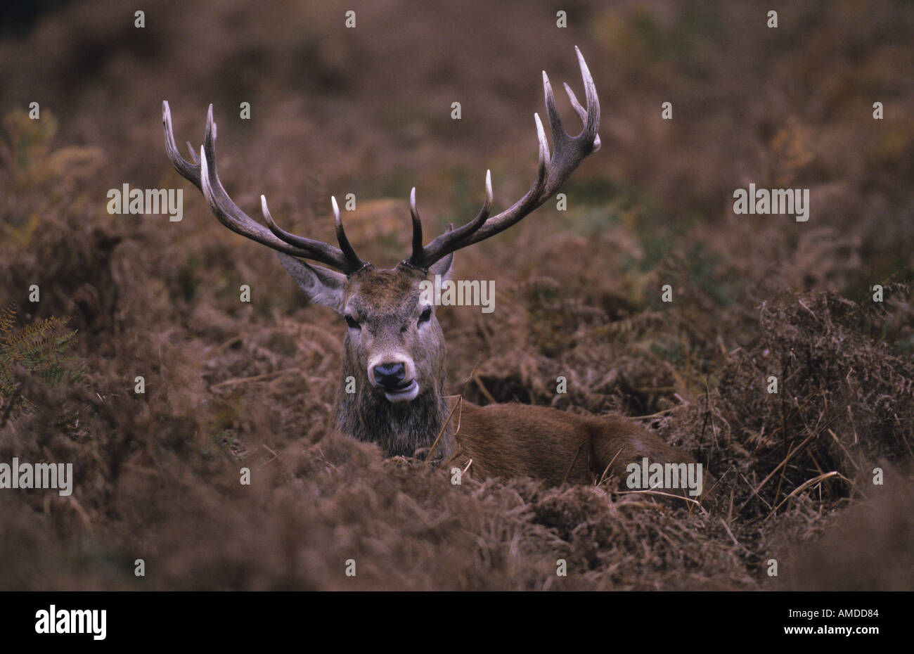 Stag sitting hi-res stock photography and images - Alamy
