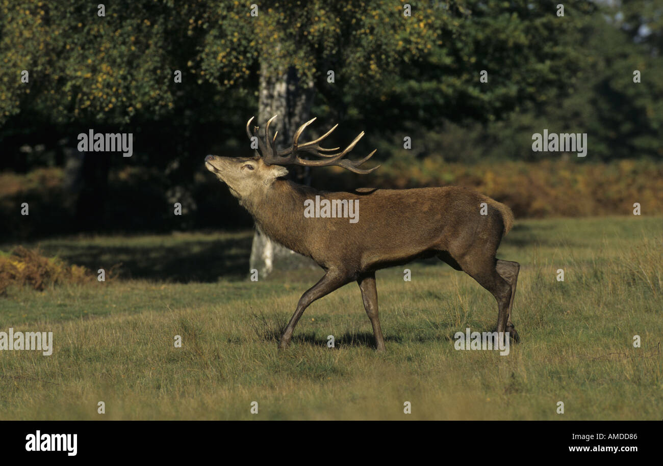 RED DEER STAG STRUTTING HIS STUFF Stock Photo - Alamy