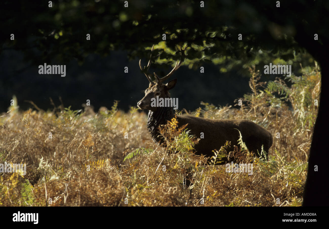 RED DEER STAG UNDER TREE Stock Photo - Alamy