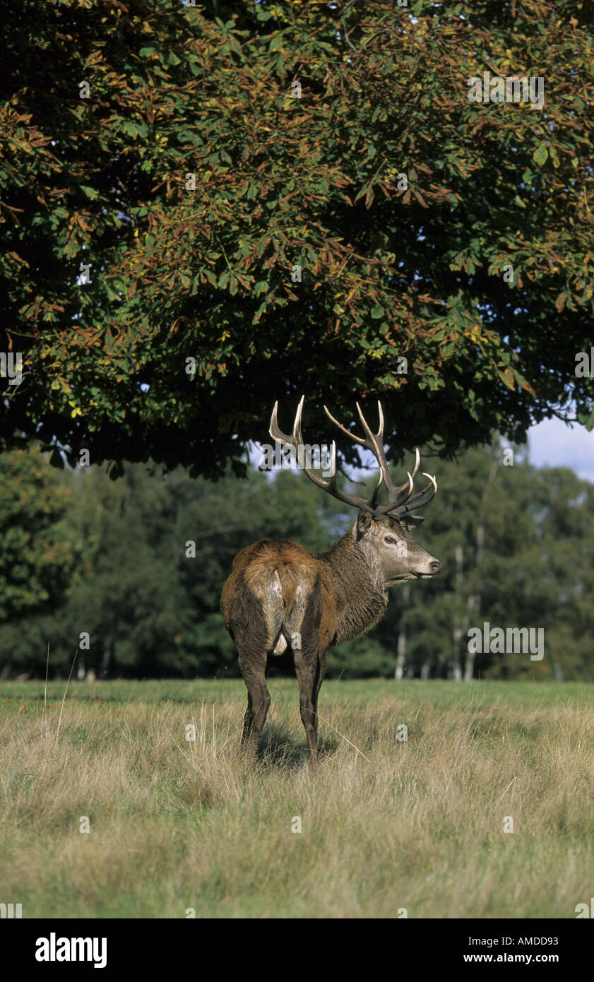 RED DEER STAG AND HORSECHESTNUT TREE Stock Photo - Alamy