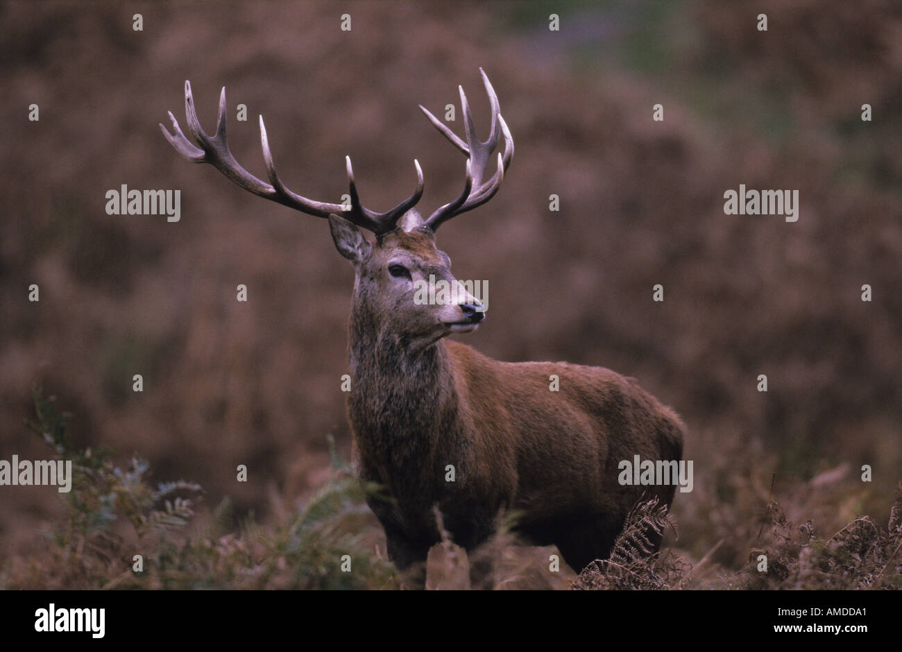 RED DEER STANDING IN BRACKEN Stock Photo - Alamy