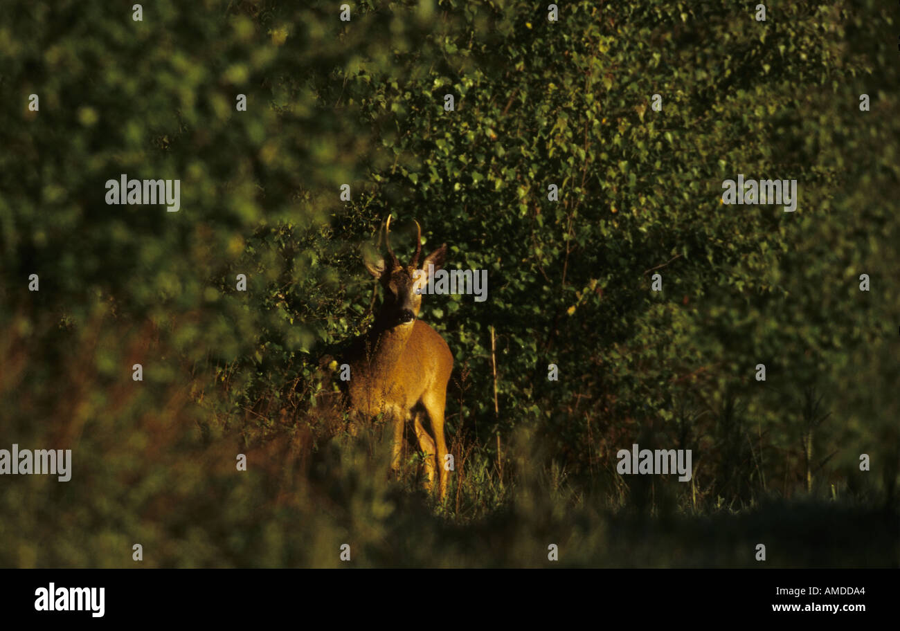 Buck the ride hi-res stock photography and images - Alamy