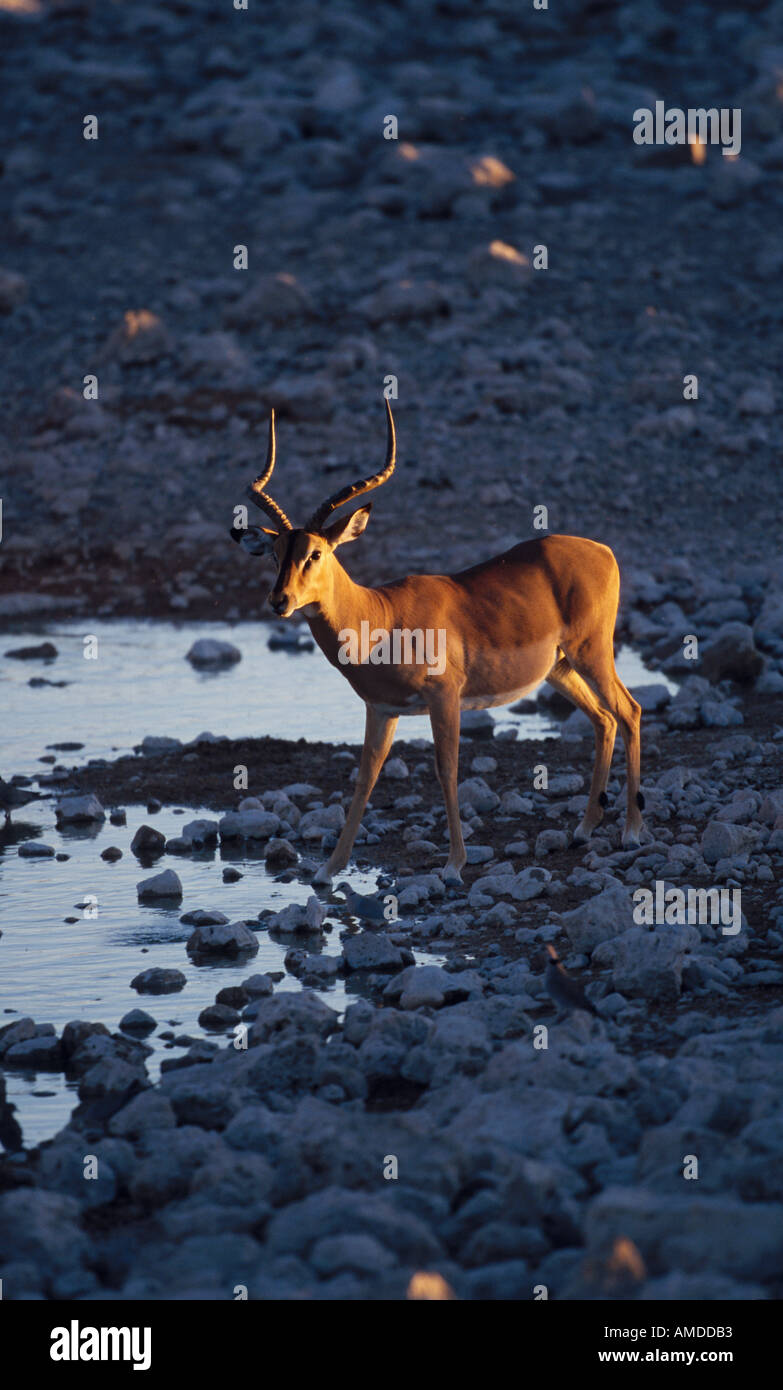 BLACK FACED IMPALA DRINKING AT WATER HOLE NAMIBIA Stock Photo - Alamy