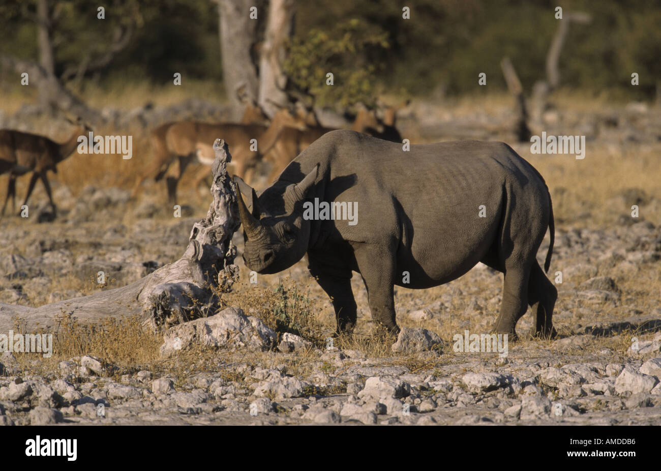 BLACK RHINO RUBBING HORN ON TREE STUMP NAMBIA Stock Photo - Alamy