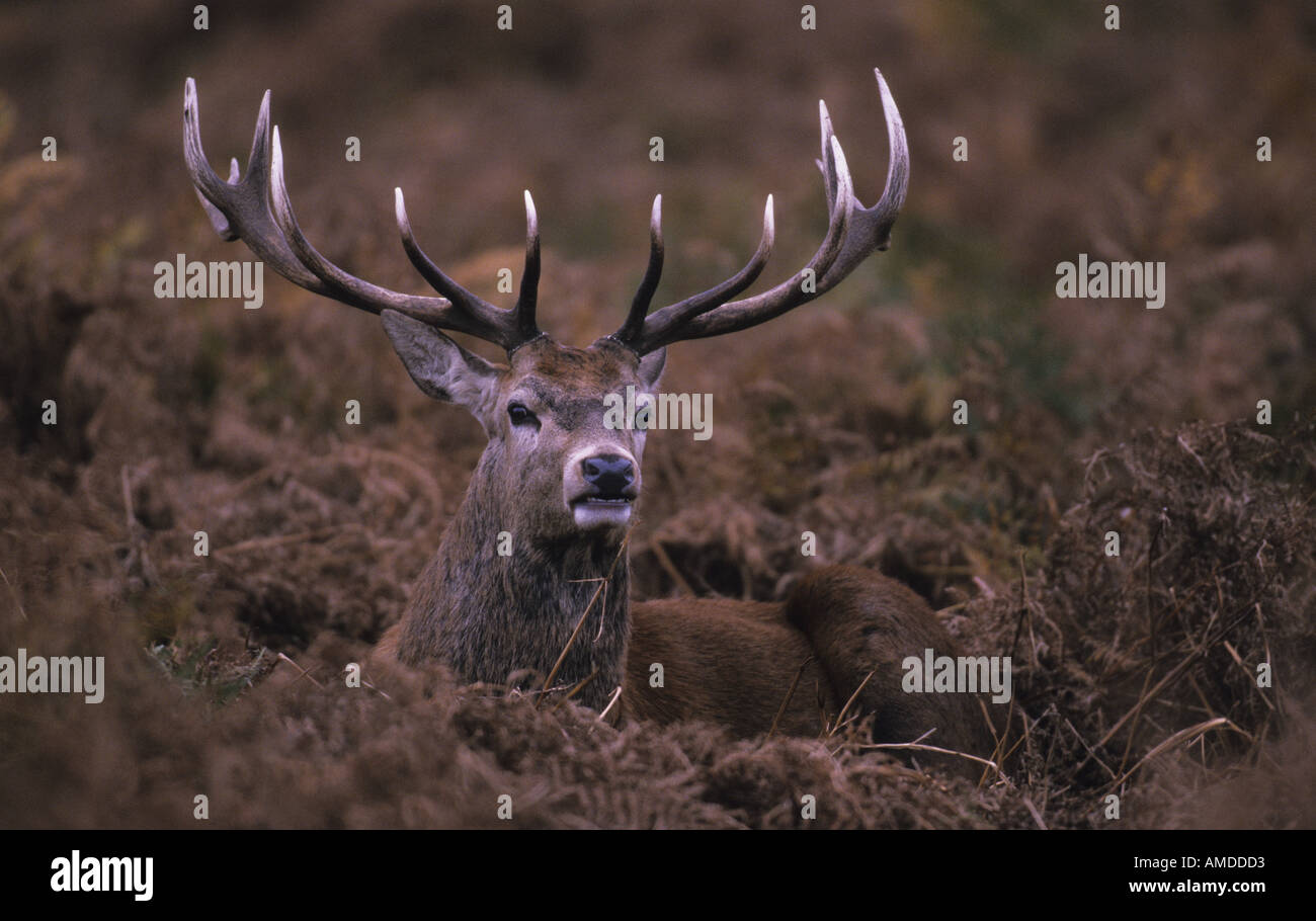 RED DEER STAG SHOWING HIS TEETH Stock Photo - Alamy
