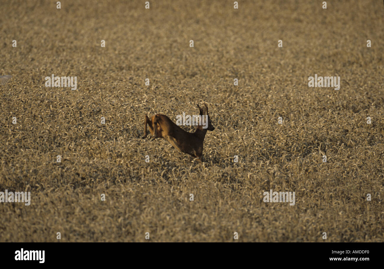 Deer bounding hi-res stock photography and images - Alamy
