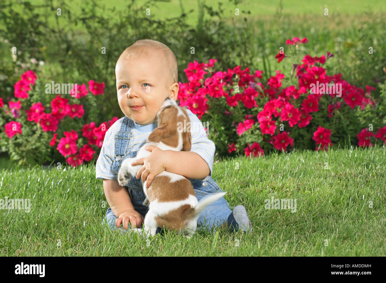 boy and Jack Russell Terrier dog puppy Stock Photo - Alamy