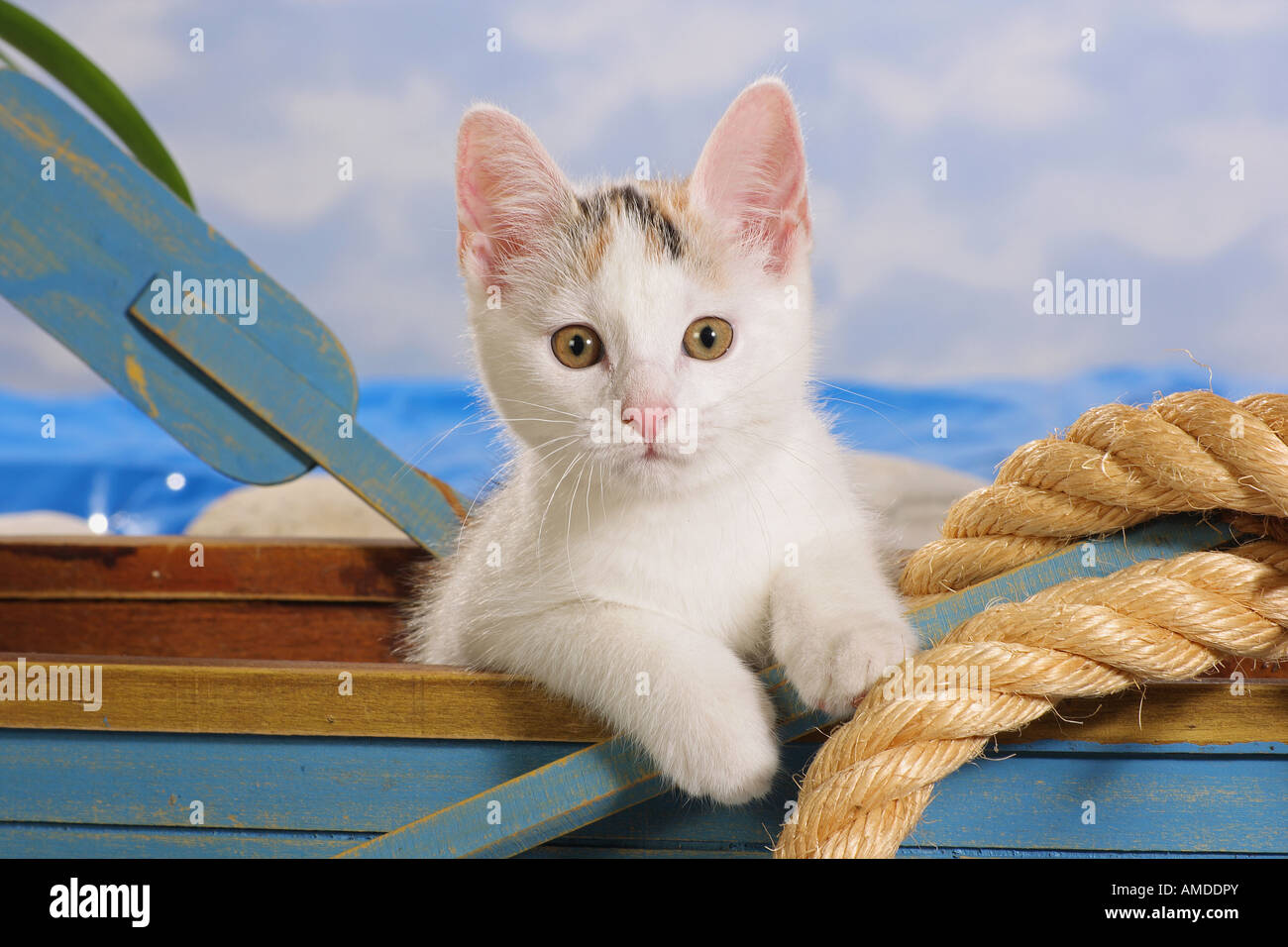 domestic cat - kitten in boat Stock Photo - Alamy