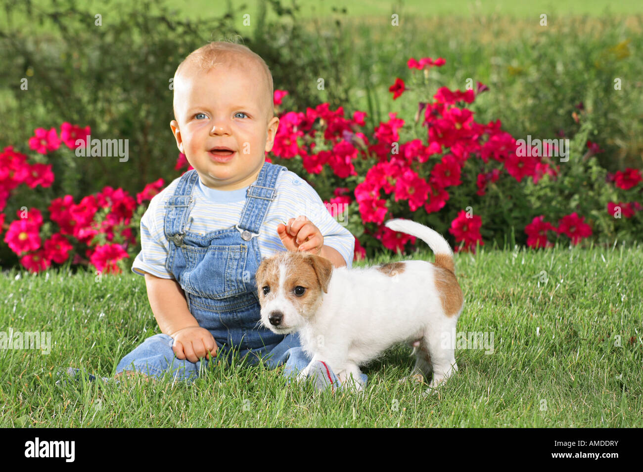 Child jack russell terrier puppies hi-res stock photography and images ...