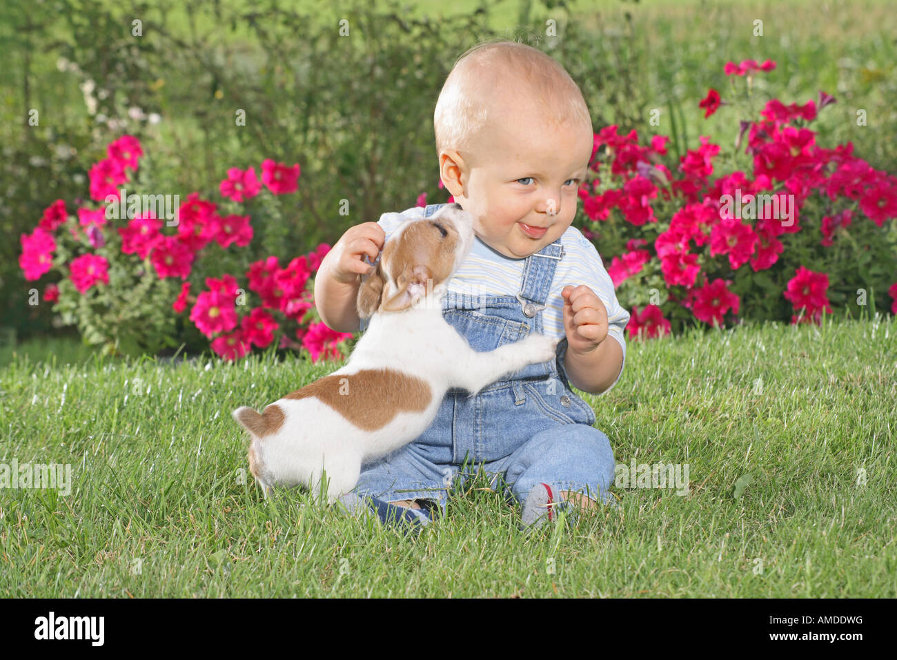 boy and Jack Russell Terrier dog puppy Stock Photo - Alamy